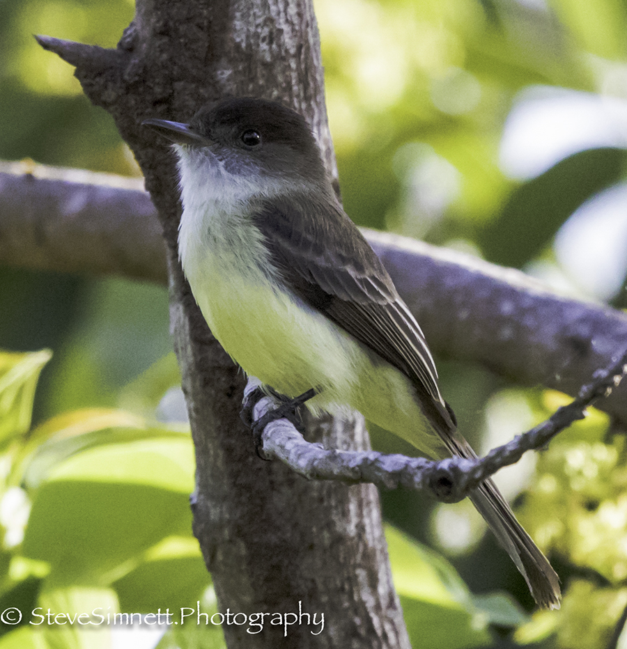 SteveSimnett.Photography